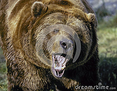 Grizzly Bear Snarling Stock Image - Image: 17945471