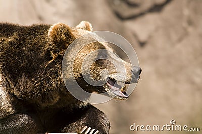 Grizzly Bear Teeth Royalty Free Stock Photo - Image: 9418515