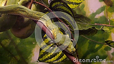 De gele slang toont tong stock footage. Video of hangen - 103732974