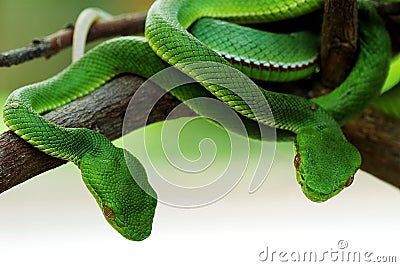 GROENE SLANG Stock Afbeeldingen - Afbeelding: 6008544