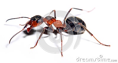 Grote Rode Mier. Stock Afbeeldingen - Afbeelding: 13701524