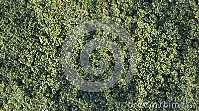 Ground Cover Plant Stock Images - Image: 30422284