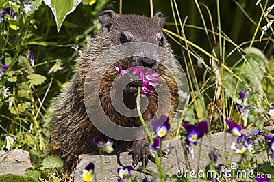 Ground Hog Day Royalty Free Stock Images - Image: 37944769