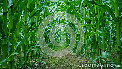 Ground Level Rows of Corn Crops Stock Footage - Video of crops, scary ...