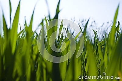 Ground-level View Of Grass Stock Photo | CartoonDealer.com #2293566
