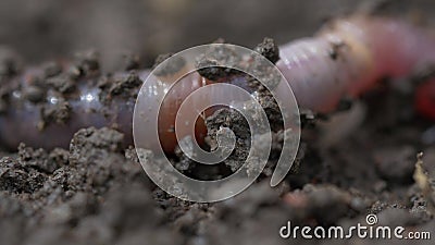 Ground Worm Macro Video stock video. Video of worms - 145587661