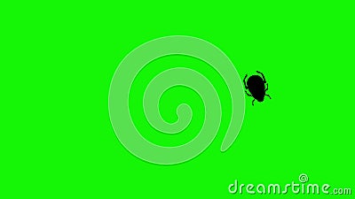 Group of Bugs Walking Animation on Green Screen Chroma Key Stock Video ...