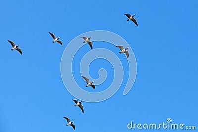 Group Of Canadian Geese Flying In V Shaped Flock Stock Photo - Image ...