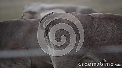 Group of Cows Resting while One of Them Wags Its Tail in La Hermida ...