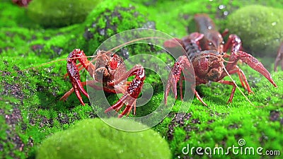 Group of Crayfish on Green Grass, Moving after Water is Splashed on ...