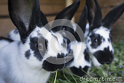 Group Cute Black And White Rabbits With Spots Royalty-Free Stock Image ...