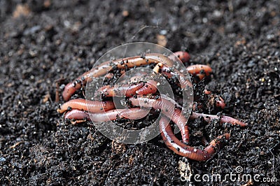 Group Of Earthworms Stock Images - Image: 30553894