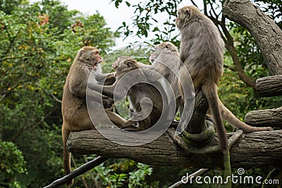 Group Of Fierce Formosan Macaque Monkeys Stock Photos - Image: 36769513