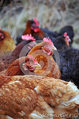 Group Of Hens Royalty Free Stock Images - Image: 13674459