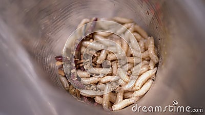 Group of Larvae of White Worms Crawls in a Plastic Cup in the Rays of ...