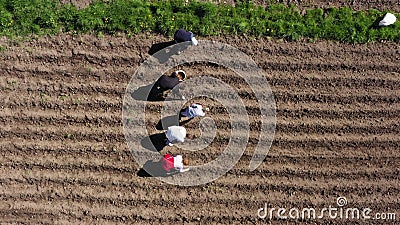 Group of People Working in the Field, Top View. the Process of Planting ...