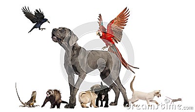 Group Of Pets - Dog, Cat, Bird, Reptile, Rabbit Royalty Free Stock ...