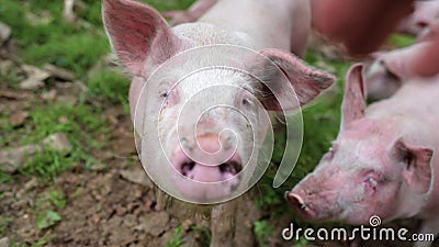 Group of Pigs Sniffing the Camera Lens and the Ground Stock Video ...