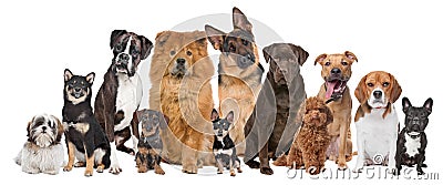 Group Of Twelve Dogs Stock Images - Image: 24189584