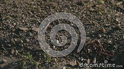Ants Entering and Leaving the Anthill Stock Video - Video of detail ...