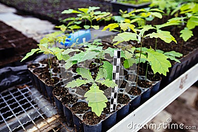 Growing Of Containerized Oak Seedlings In Greenhouse With Climate ...