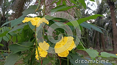 The Growing Luffa Sponge Gourd Plant Stock Video - Video of green ...