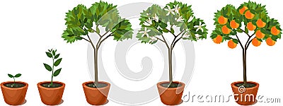 Orange Life Cycle Stock Illustrations – 589 Orange Life Cycle Stock ...