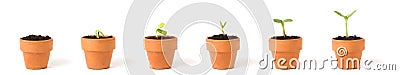 Growing Plant Sequence Stock Images - Image: 2489434