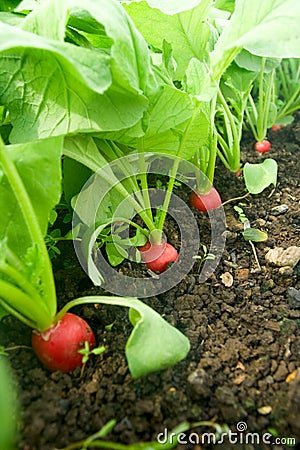 Growing Radish Royalty Free Stock Photo - Image: 14350075