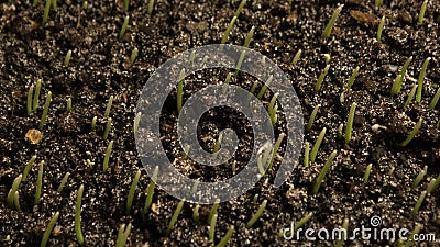 Growing Wheat Seeds Agriculture Timelapse Stock Video - Video of grow ...
