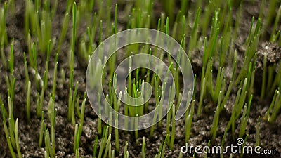Growing Wheat Seeds Agriculture Timelapse Stock Video - Video of leaf ...
