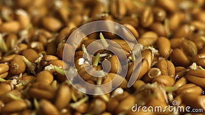 Growing Wheat Seeds Agriculture Timelapse Stock Video - Video of growth ...