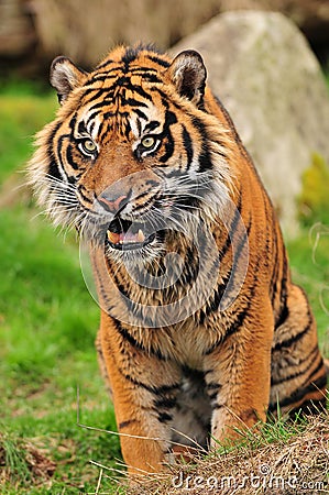 Growling Tiger Royalty Free Stock Photo - Image: 12211155