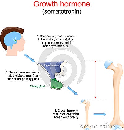 Growth Hormone Stimulates Development Of The Bone Cartoon Vector ...