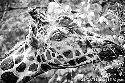 Grumpy Giraffe In Black And White Royalty-Free Stock Image ...