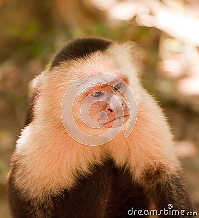 Grumpy Monkey Royalty-Free Stock Photography | CartoonDealer.com #41483525