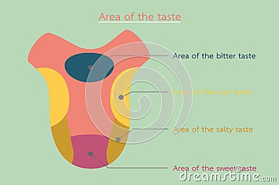 Grundlegender Geschmack Vektor Abbildung - Bild: 71155103
