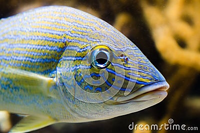 Grunt Fish Stock Images - Image: 35103274