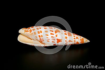 Guam Sea Shell Stock Photography - Image: 1041692