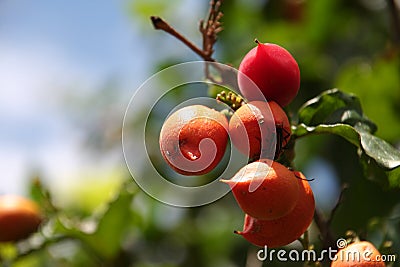 Guarana Fruit Royalty Free Stock Photo - Image: 1702525