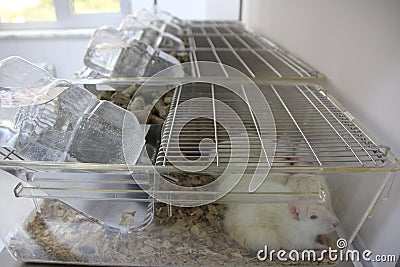 Laboratory Rats In Cages Stock Image | CartoonDealer.com #53181223