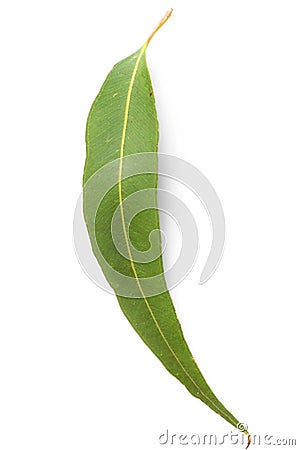 Gum Leaf Royalty Free Stock Photos - Image: 2665038