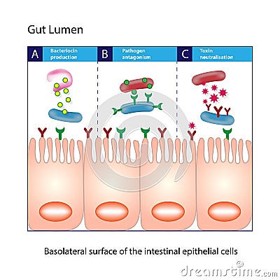 Gut Lumen. Columnar Epithelial Cells Cartoon Vector | CartoonDealer.com ...