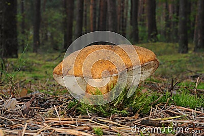 Gyroporus Castaneus, Commonly Known As The Chestnut Bolete Stock Image ...