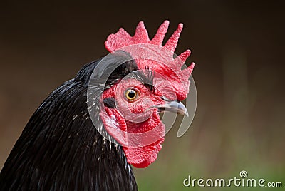 Hahn-Kopf Lizenzfreies Stockfoto - Bild: 33448025