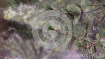 Hail and Heavy Rain Falling on Tree Leaves in Stock Video - Video of ...