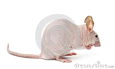 Hairless Mouse, Mus Musculus Stock Photos - Image: 25517063