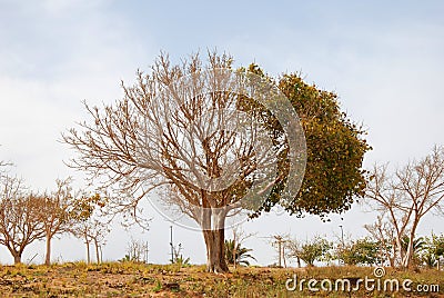Half Dry Tree Royalty Free Stock Photography - Image: 25412397