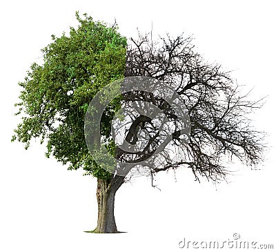 Half Green Half Bare Tree Stock Image - Image: 8678781