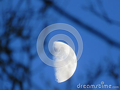 The Half Moon Through The Trees Branches Royalty-Free Stock Photo ...